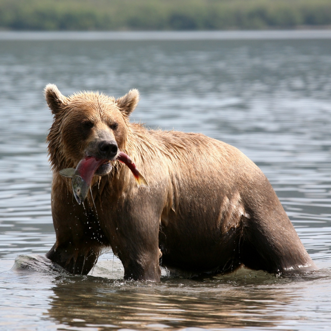 Home Page - Alaska Fly Fishing Expeditions